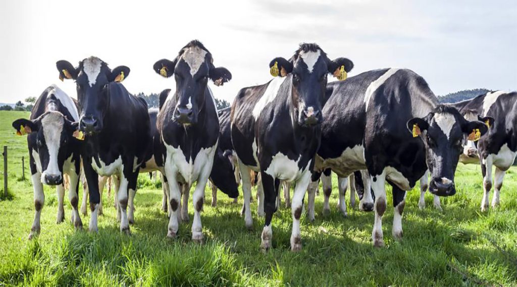 Mastitis: prevención y tratamiento en vacas lecheras - Actualidad Ganadera