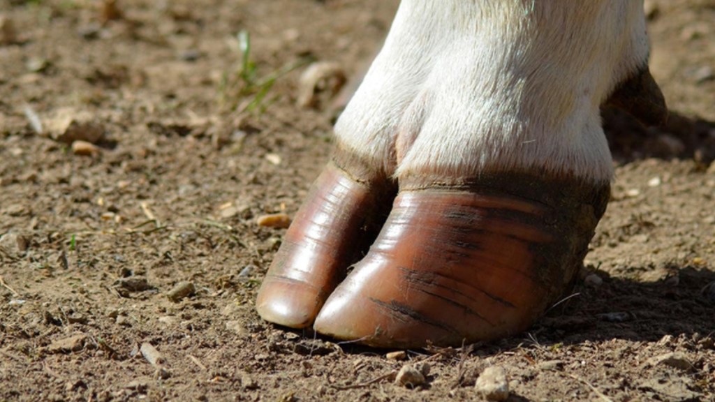 Prevención y manejo de la Pododermatitis Bovina - Actualidad Ganadera