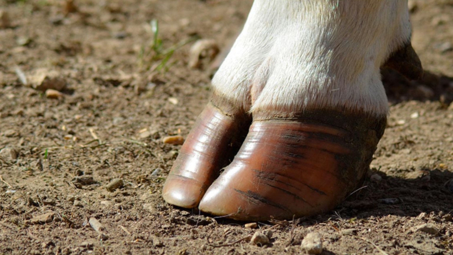 Prevención y manejo de la Pododermatitis Bovina - Actualidad Ganadera