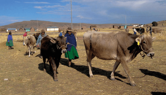 El rol de la ganadería en el área rural de Puno - Actualidad Ganadera