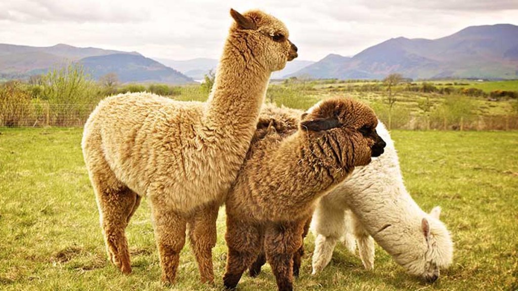 Huella de carbono de la crianza de alpacas en los Andes - Actualidad ...