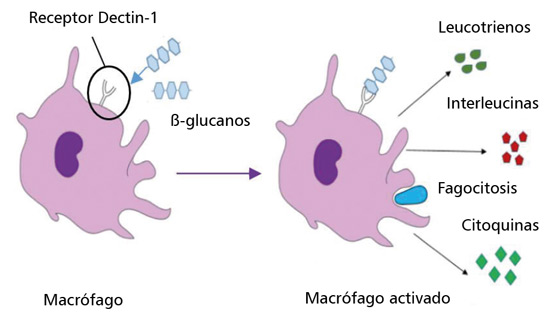 Postbióticos y metabolitos funcionales: Evolución de los probióticos ...