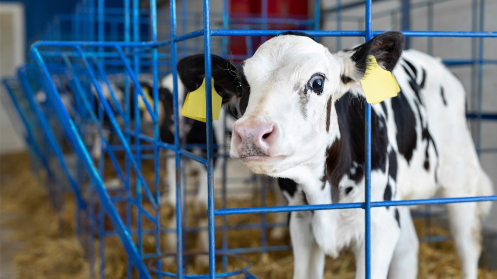 Brasileña Minerva compra frigorífica uruguaya capaz de faenar 1200 ...