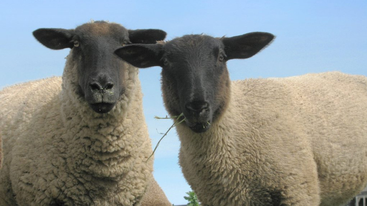 Toxemia de preñez en cabras y ovejas - Actualidad Ganadera